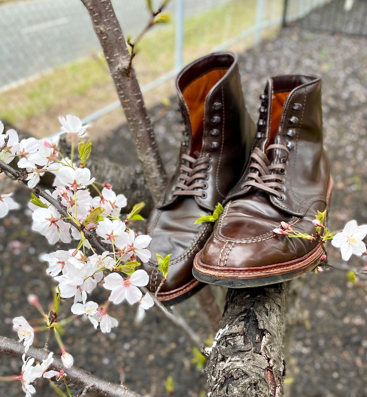 Alden Tanker Boot in Horween Cigar Shell Cordovan | Patina Project