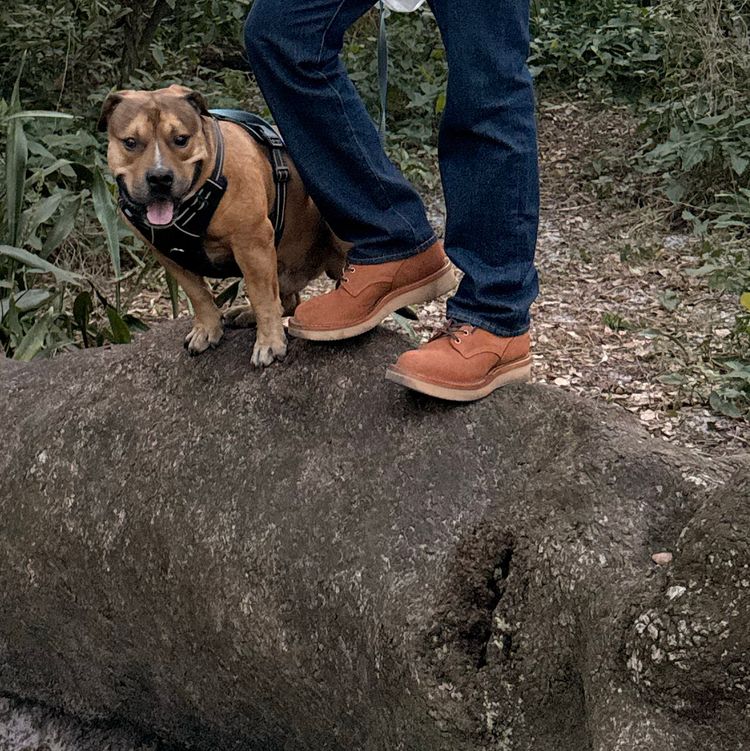 White's C350-CS in Seidel Red Dog Oil Tan Roughout | Photo by King ...