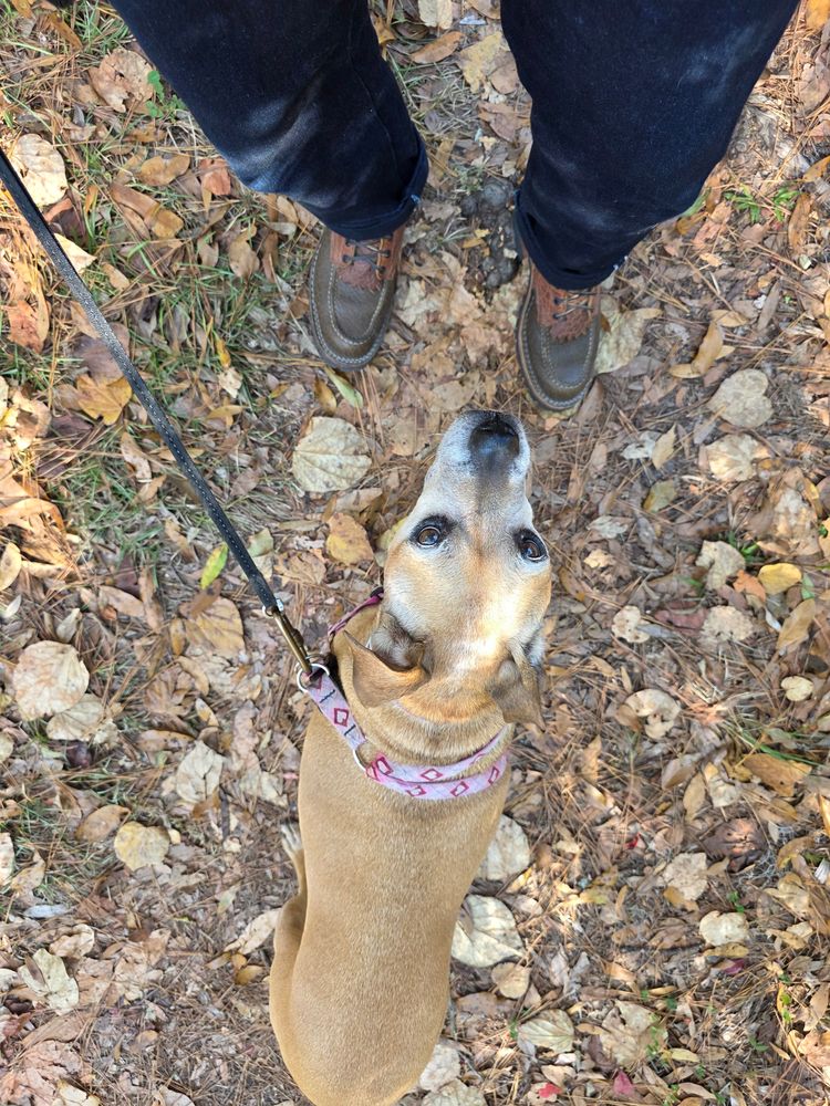 Nicks BuilderPro in Law Tanning Olive Smooth Shruken Bison & Law ...