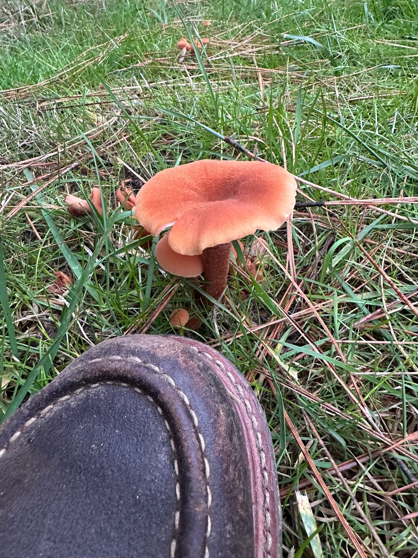 Truman Moc Toe in Horween Java Waxed Flesh | Photo by SCUFFALO.BILL ...