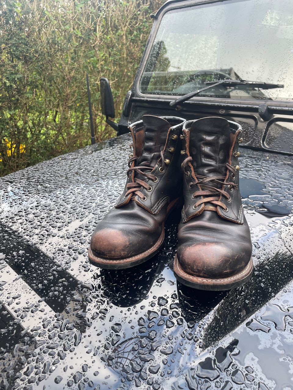 Red Wing Blacksmith in S.B. Foot Black Prairie | Photo by jaygti ...