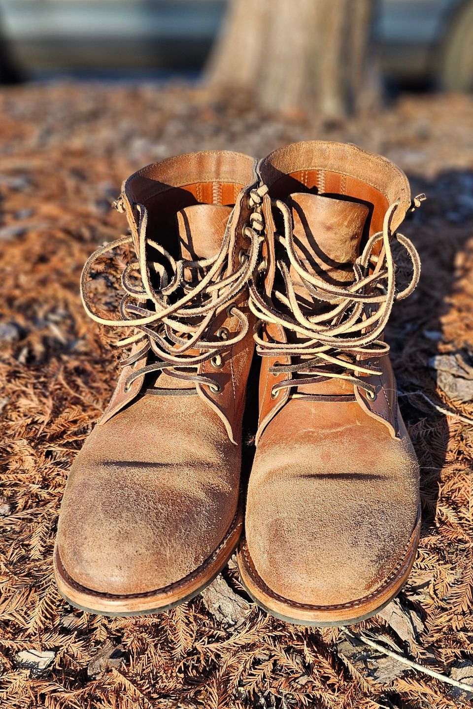 Oak Street Bootmakers Field Boot in MARYAM CULLATO CUVALO NATURAL ...